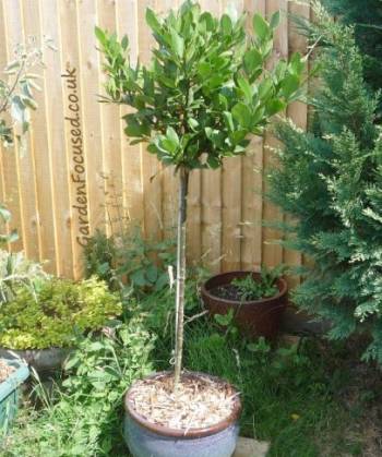 Expert advice on Bay Tree care- GardenFocused.co.ukExpert advice on Bay ...