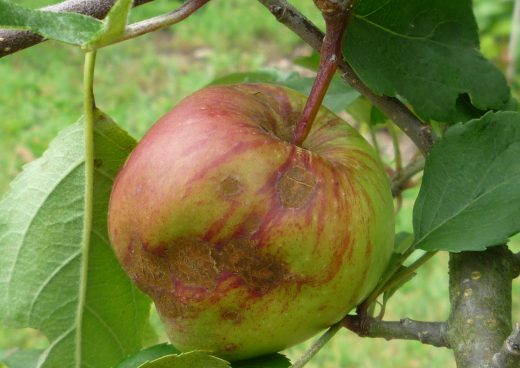 Expert advice on identifying and treating Apple Scab