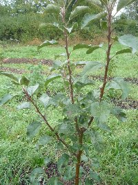 How to prune a two year old apple tree, 3 real life examples