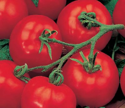 Growing notes and review of Red Alert tomatoes