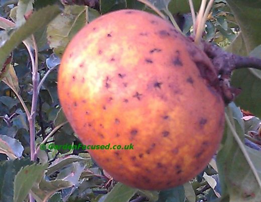 Identify and treat Bitter Pit in apples