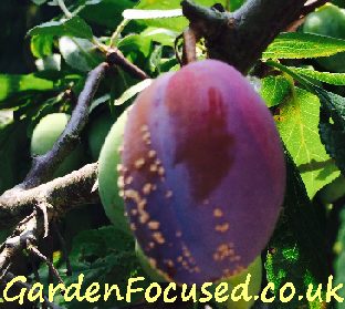 Pests and Disease of Plum Trees