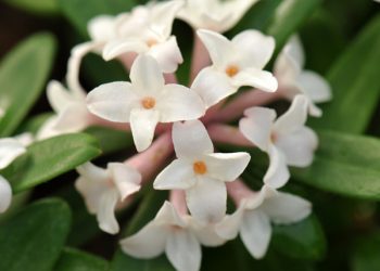 Expert advice on growing Daphne in the UK