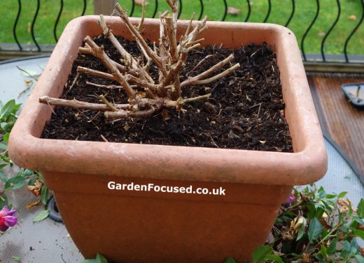 Expert advice on overwintering tender fuchsias