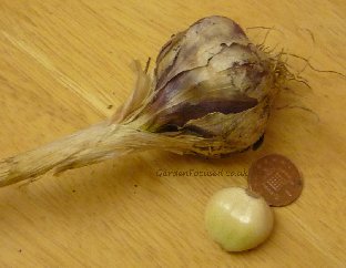 Recommended varieties of Garlic in the UK