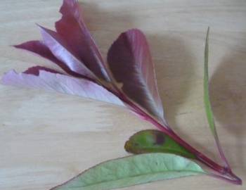 Expert advice on growing Red Robin (photinia) in the UK