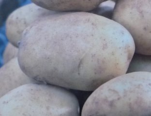 Independent assessment of the Pentland Javelin potato variety