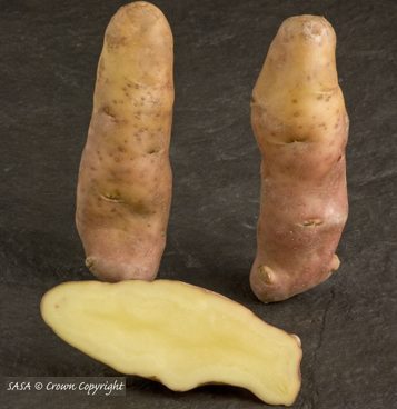 Independent assessment of the Pink Fir Apple potato