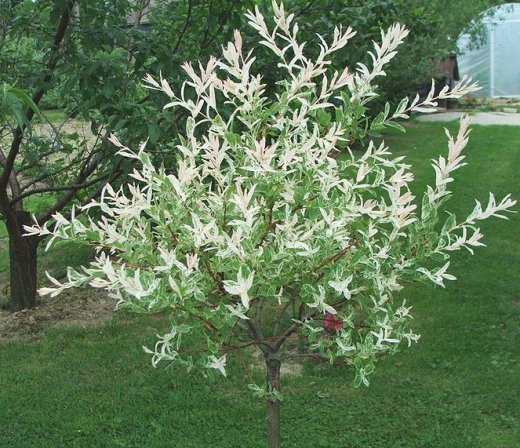 Expert advice on growing Salix integra 'Hakuro-nishiki'