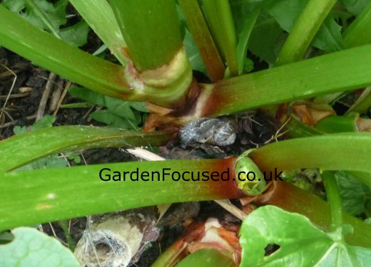 Pests and Diseases of Rhubarb - GardenFocused.co.uk