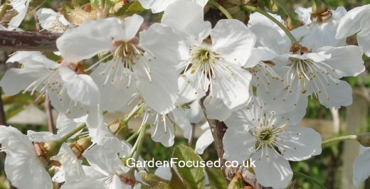 Sweetheart Cherry Tree